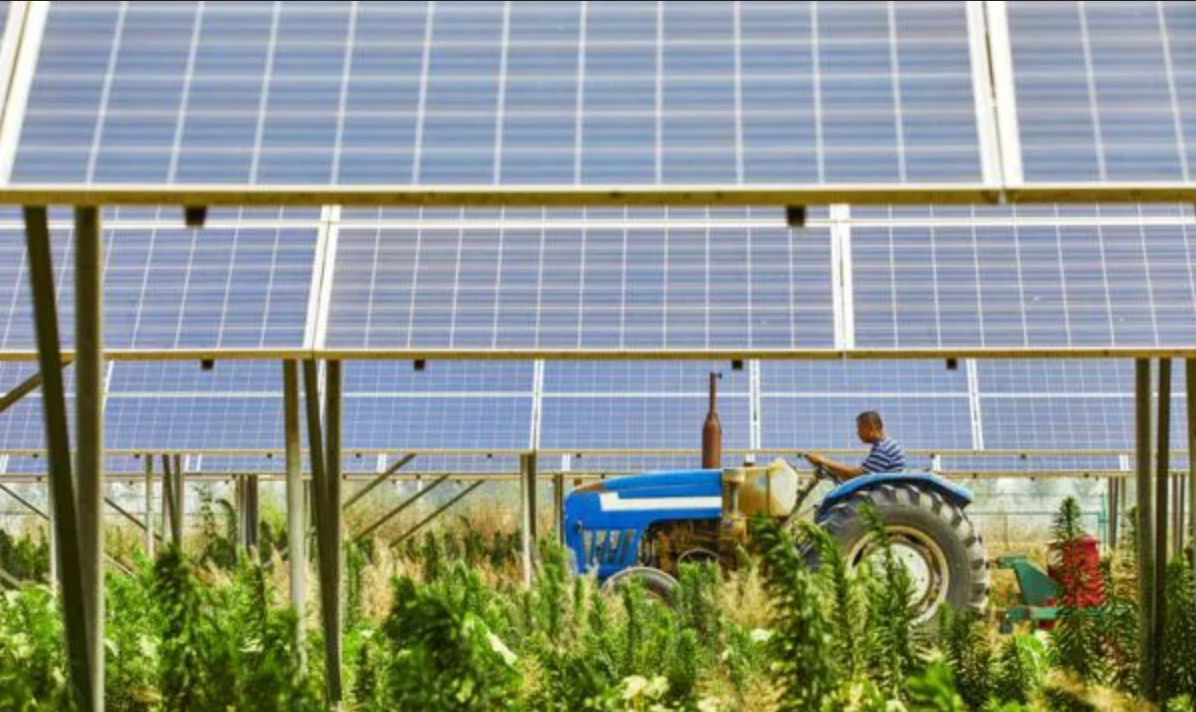 Agrivoltaica: Energía Solar y Agricultura Sostenible | RDS